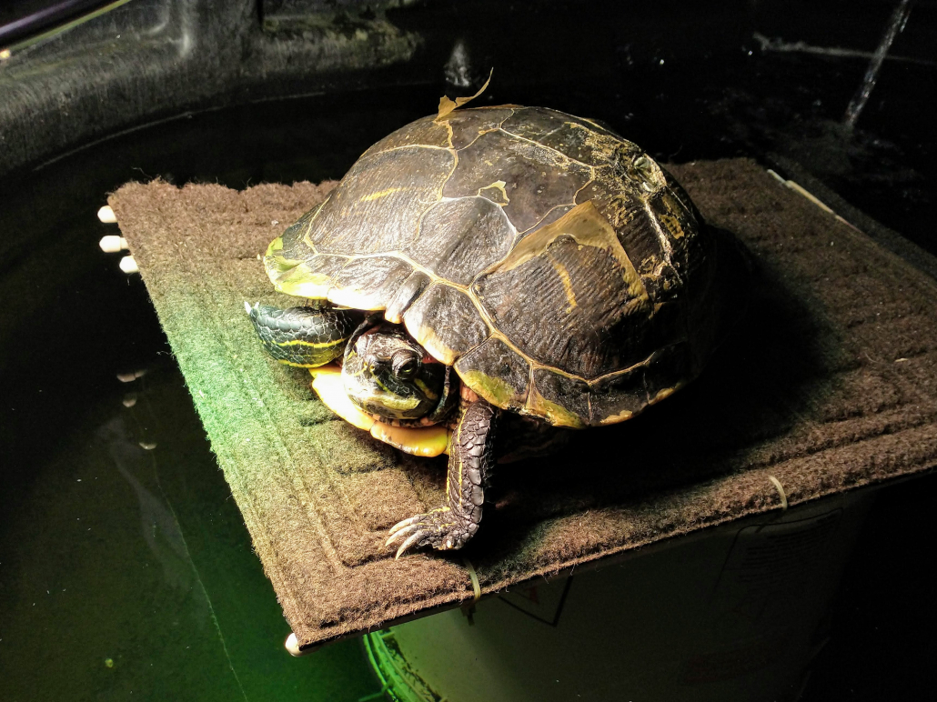 Red Eared Invaders – Dancing Turtle